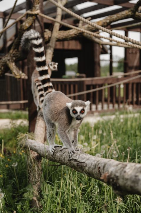 Sigulda Zoo apmeklējums - BezRindas
